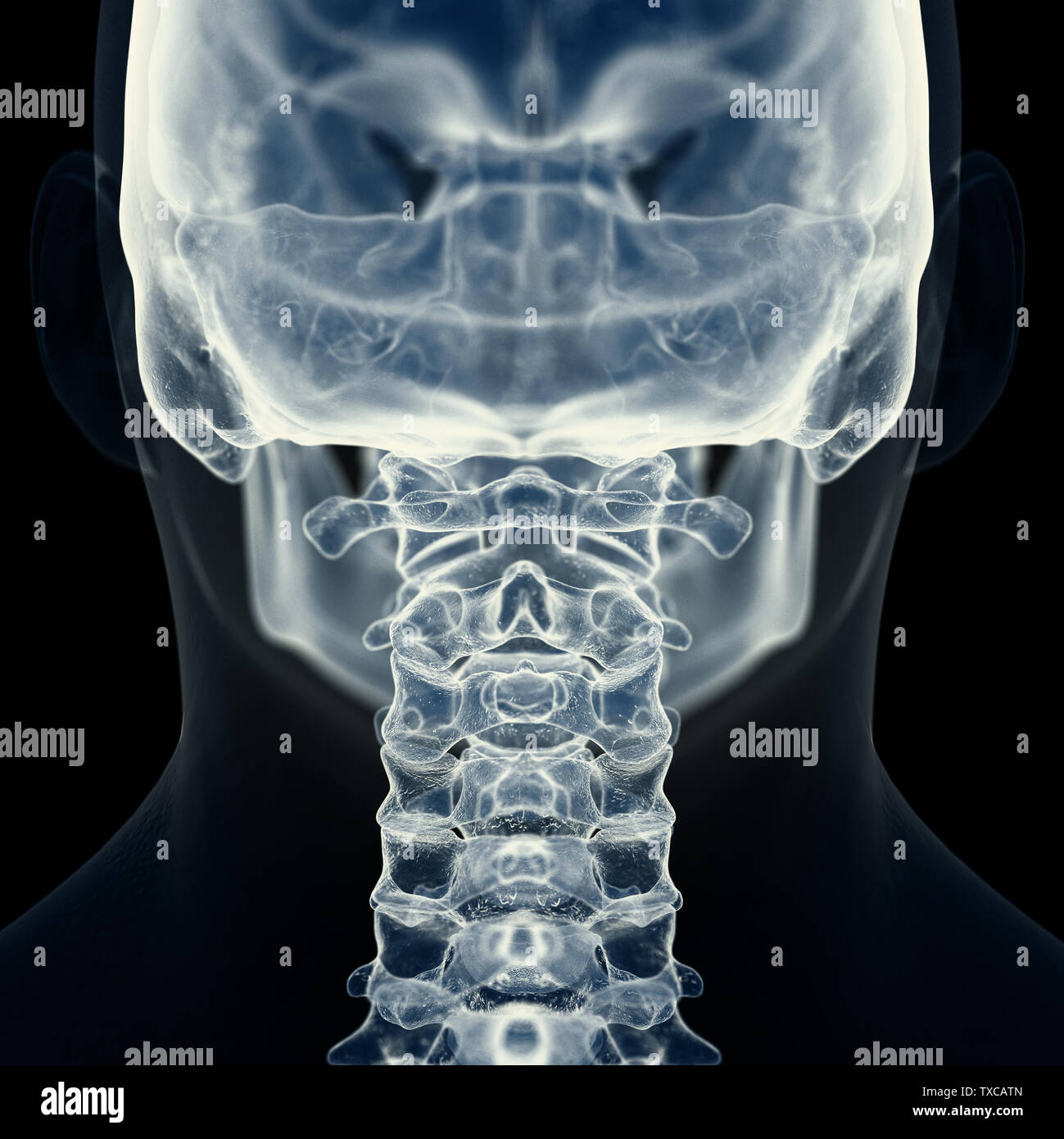 3d rendered medically accurate illustration of the cervical spine Stock ...