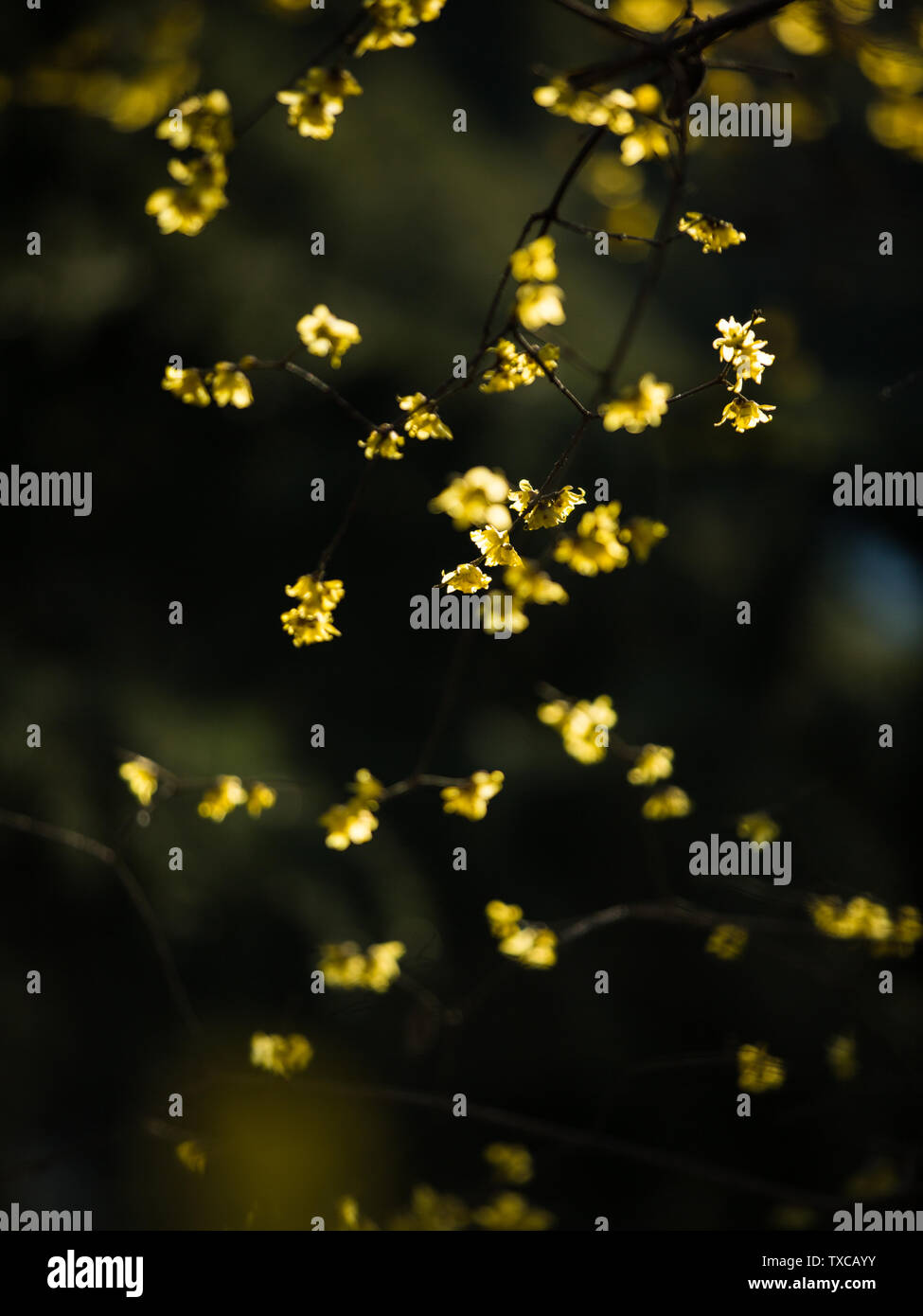 Golden plum plum plum, wax flower, wax plum blossom, wax wood, numb ...