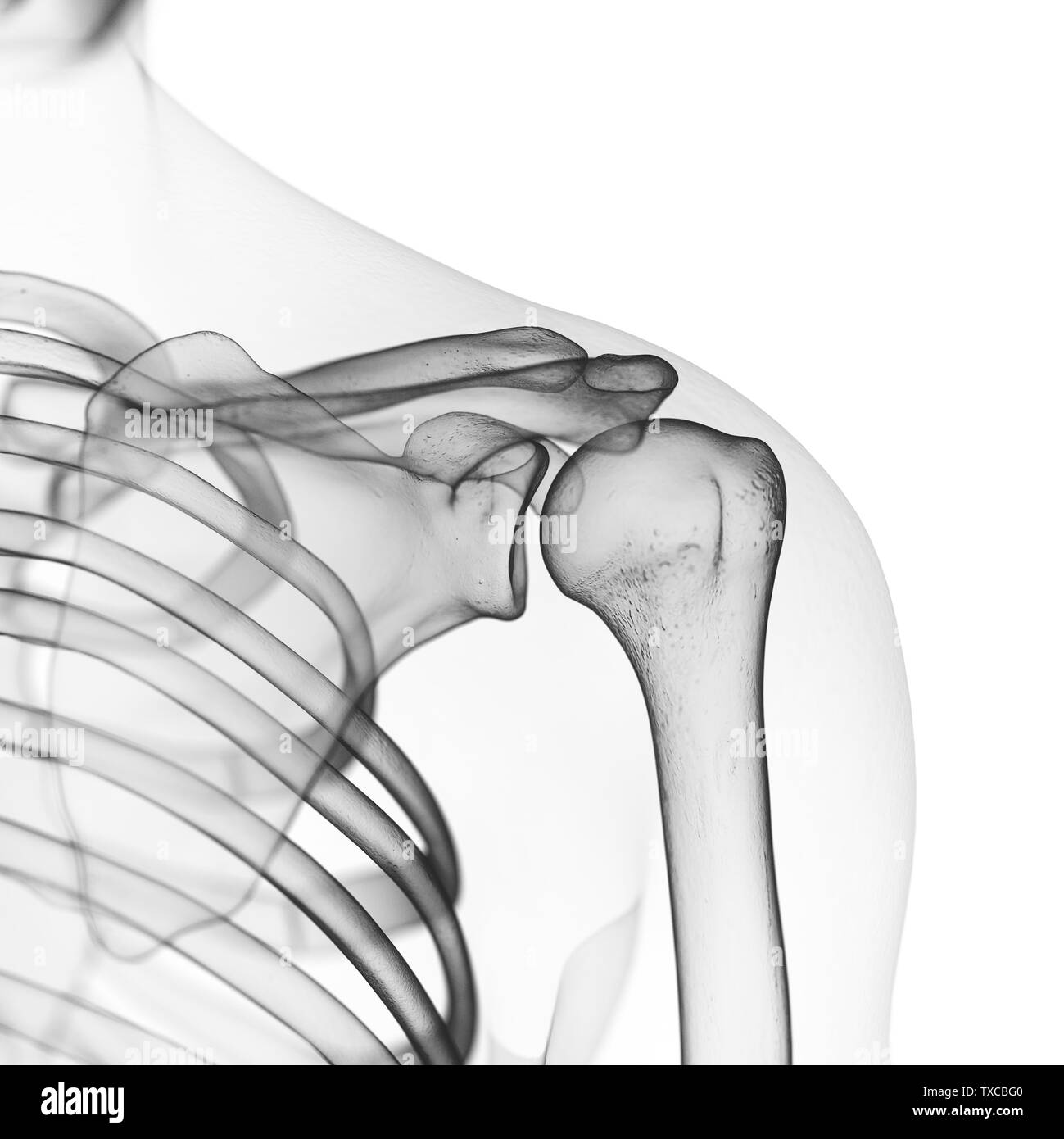 3d rendered medically accurate illustration of the skeletal shoulder ...