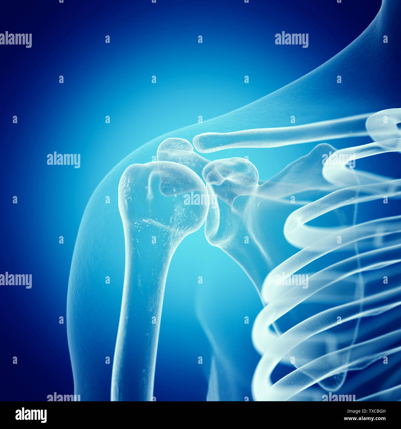 3d rendered medically accurate illustration of the shoulder joint Stock ...