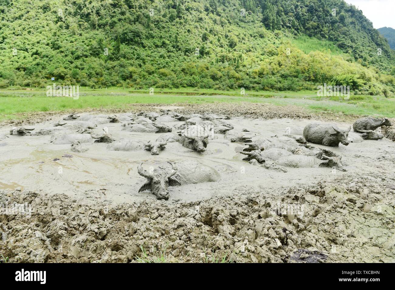 Muscular breeding bull hi-res stock photography and images - Alamy
