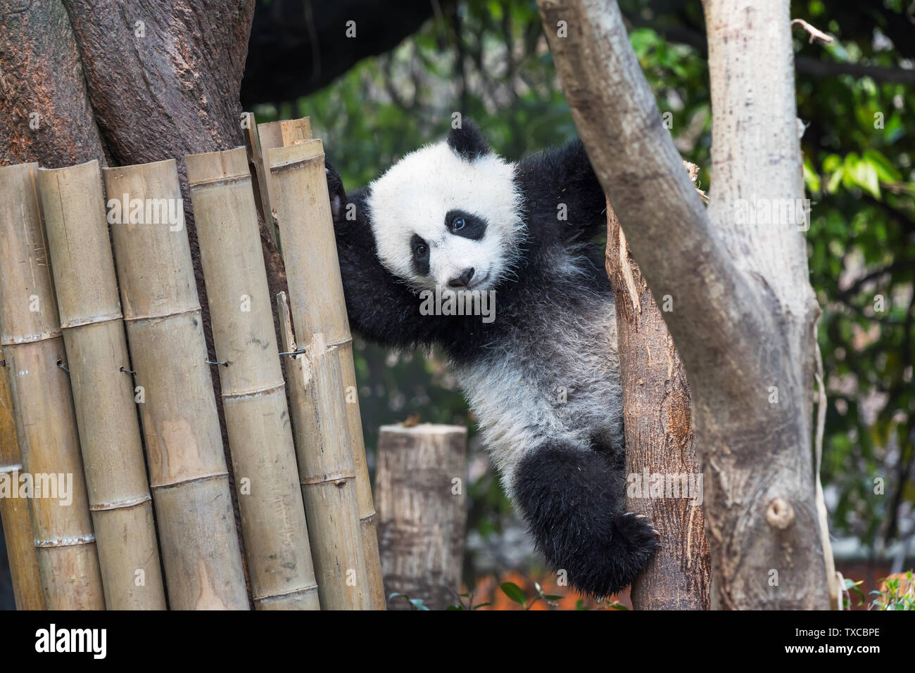 Panda at Giant Panda Breeding Base in Chengdu, Sichuan Stock Photo - Alamy