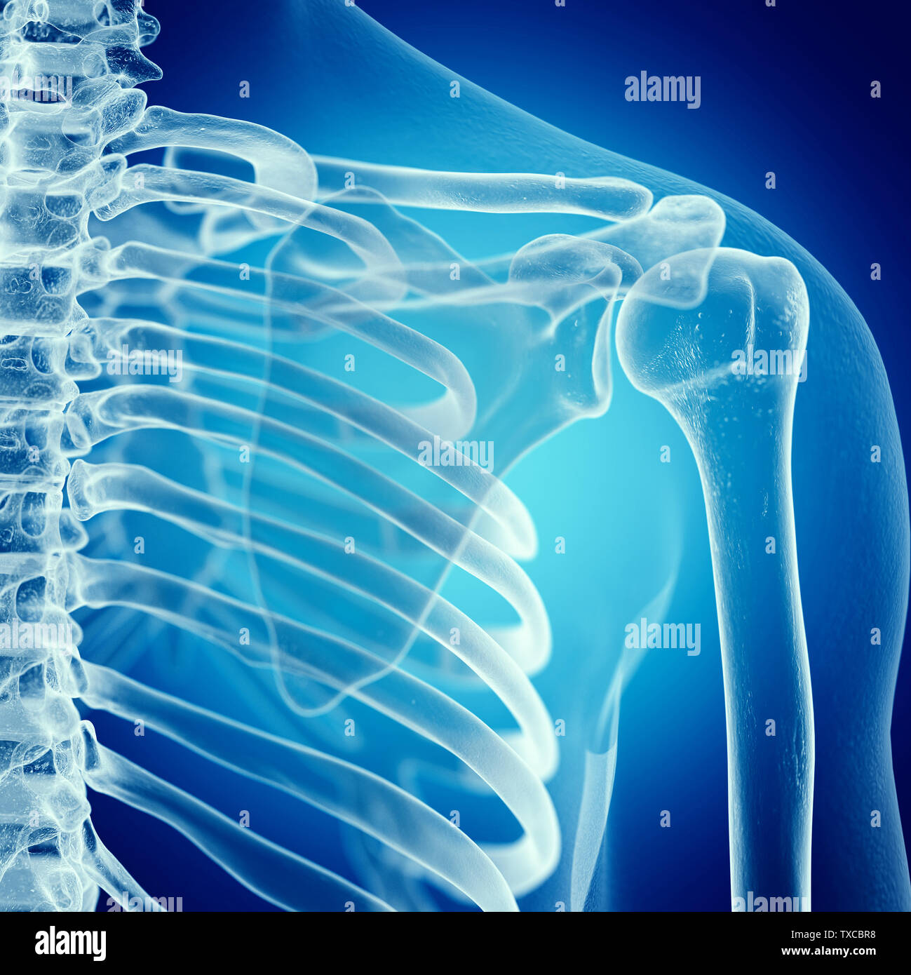 3d rendered medically accurate illustration of the shoulder joint Stock ...
