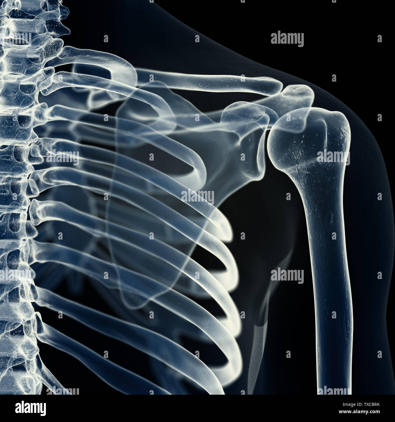 3d rendered medically accurate illustration of the shoulder joint Stock ...