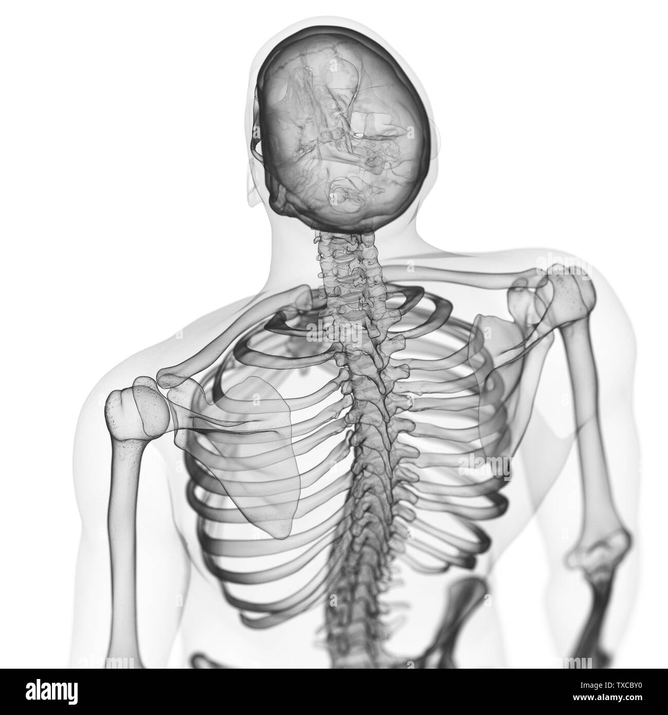 3d rendered medically accurate illustration of the skeletal back Stock ...