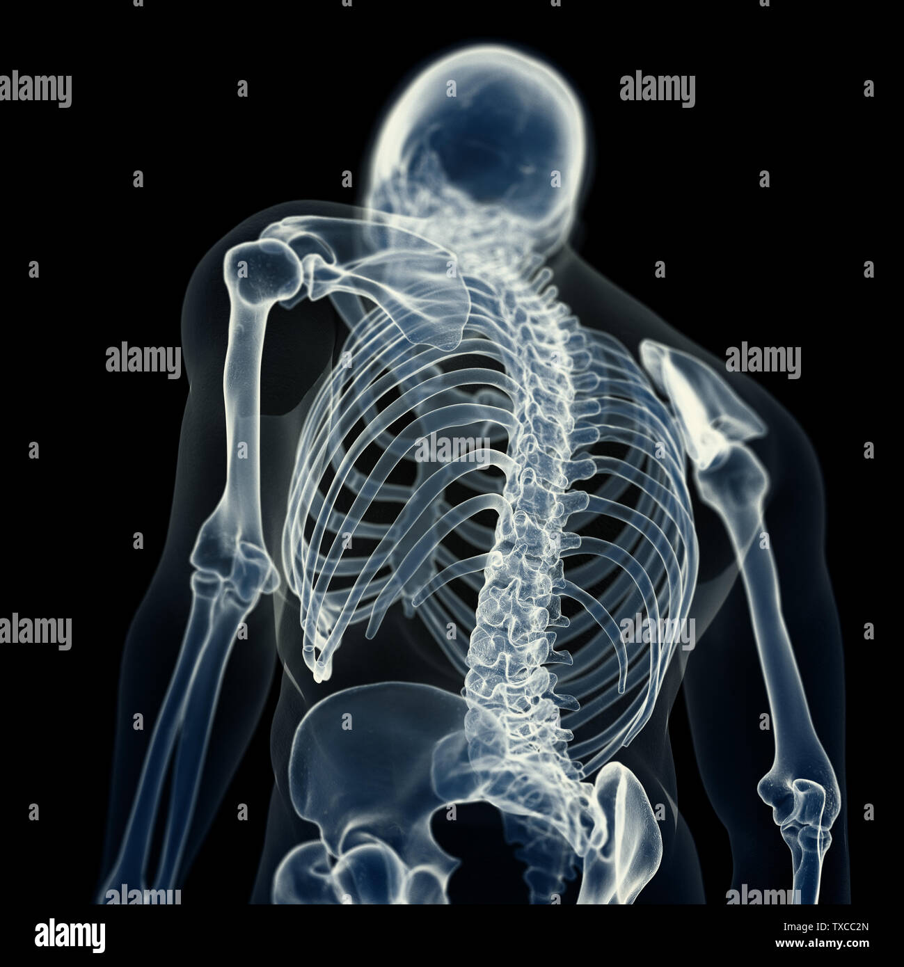 3d rendered medically accurate illustration of the skeletal back Stock ...