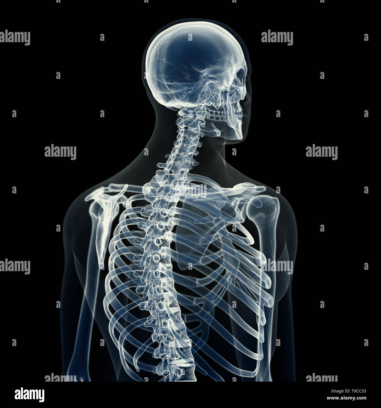 3d rendered medically accurate illustration of the skeletal back Stock ...