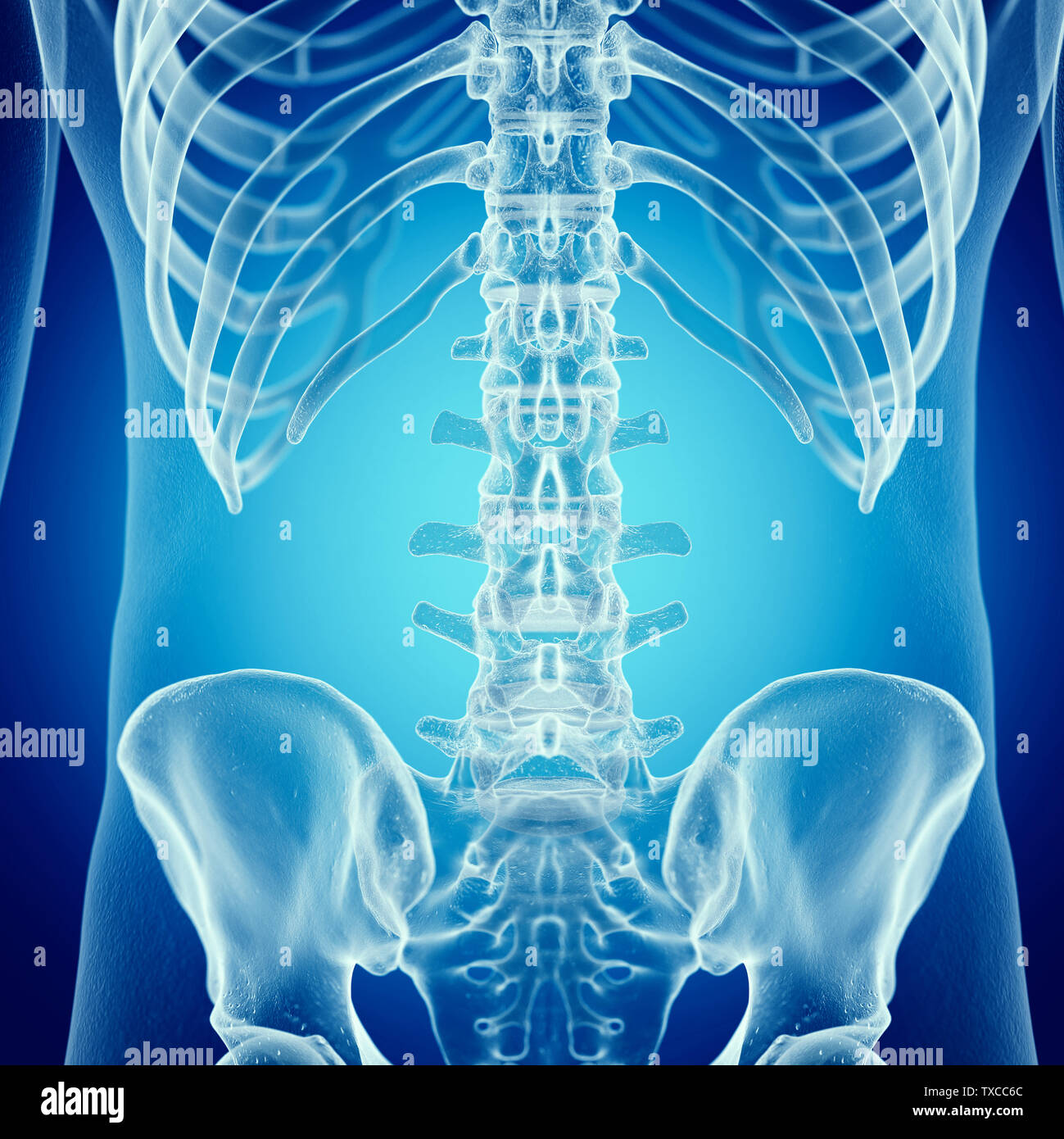 Lumbar curvature hi-res stock photography and images - Alamy