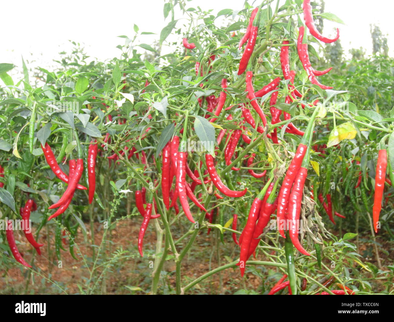 Own work by the original uploader hi-res stock photography and images ...