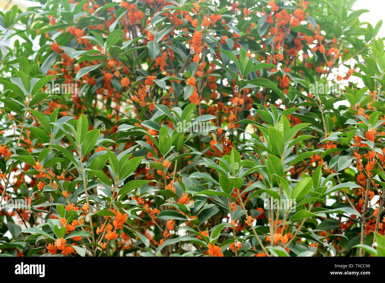Dangui hi-res stock photography and images - Alamy