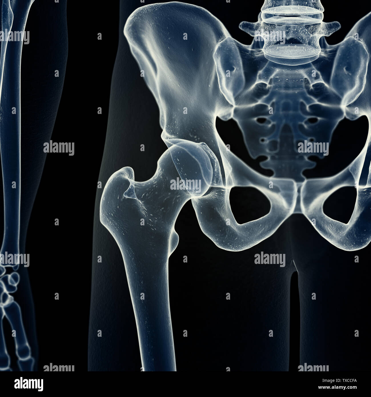 3d rendered medically accurate illustration of the hip joint Stock ...