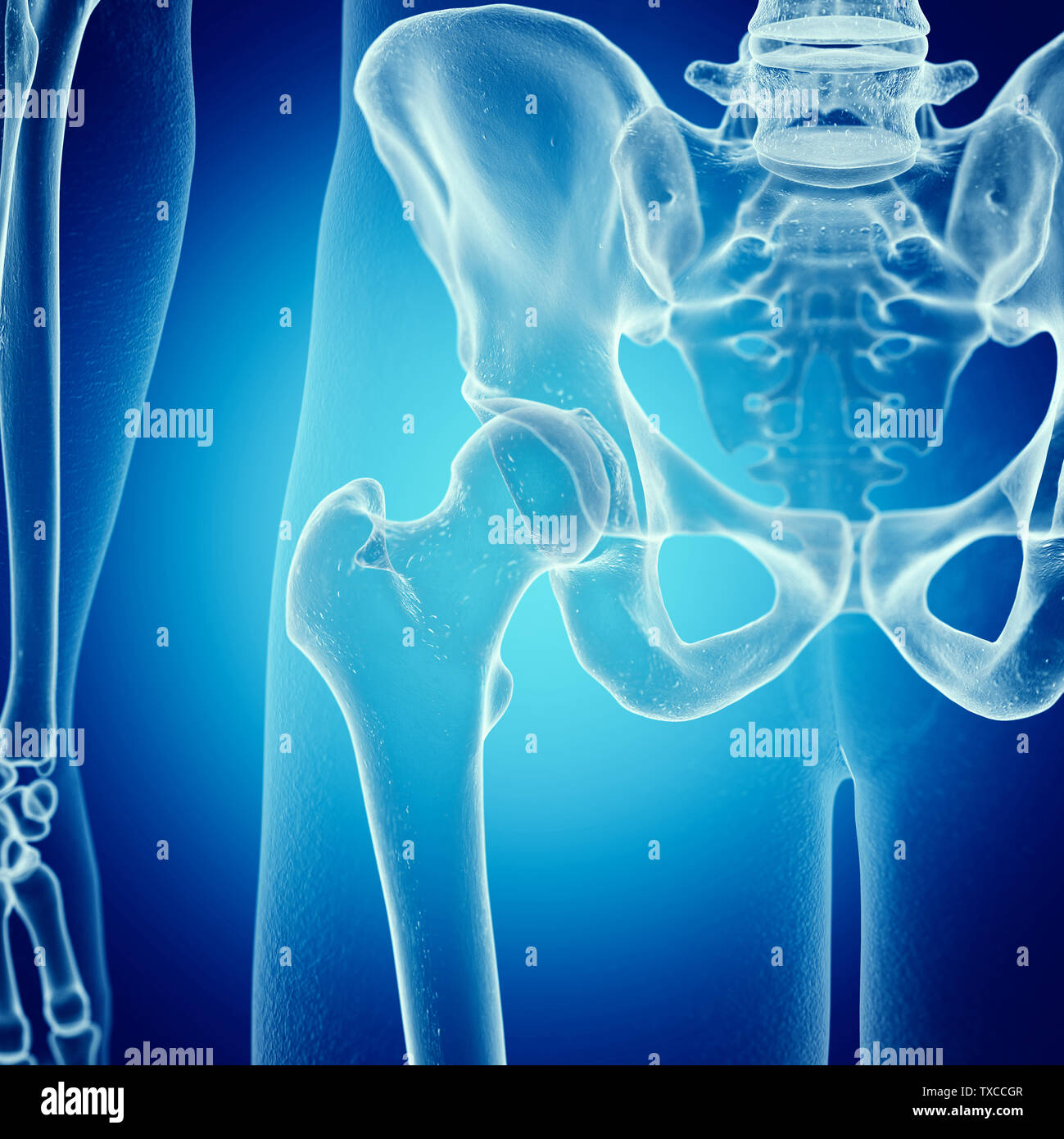 3d rendered medically accurate illustration of the skeletal hip Stock ...