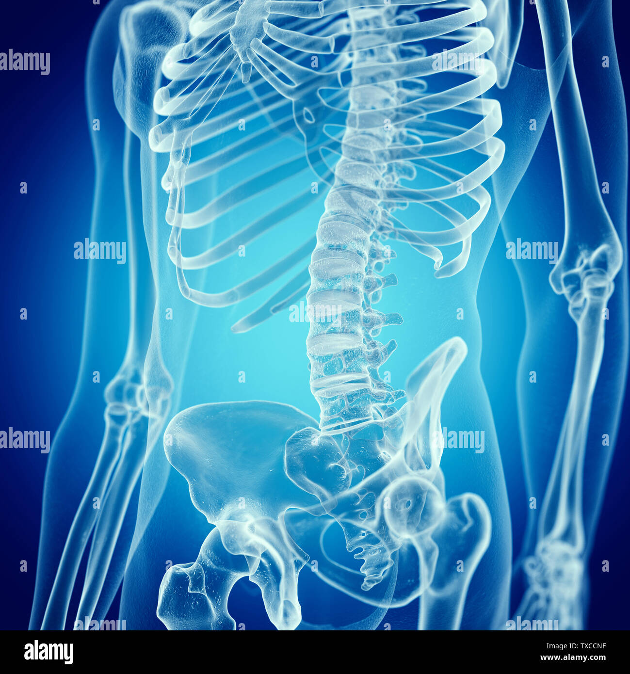 3d rendered medically accurate illustration of the lower back Stock ...