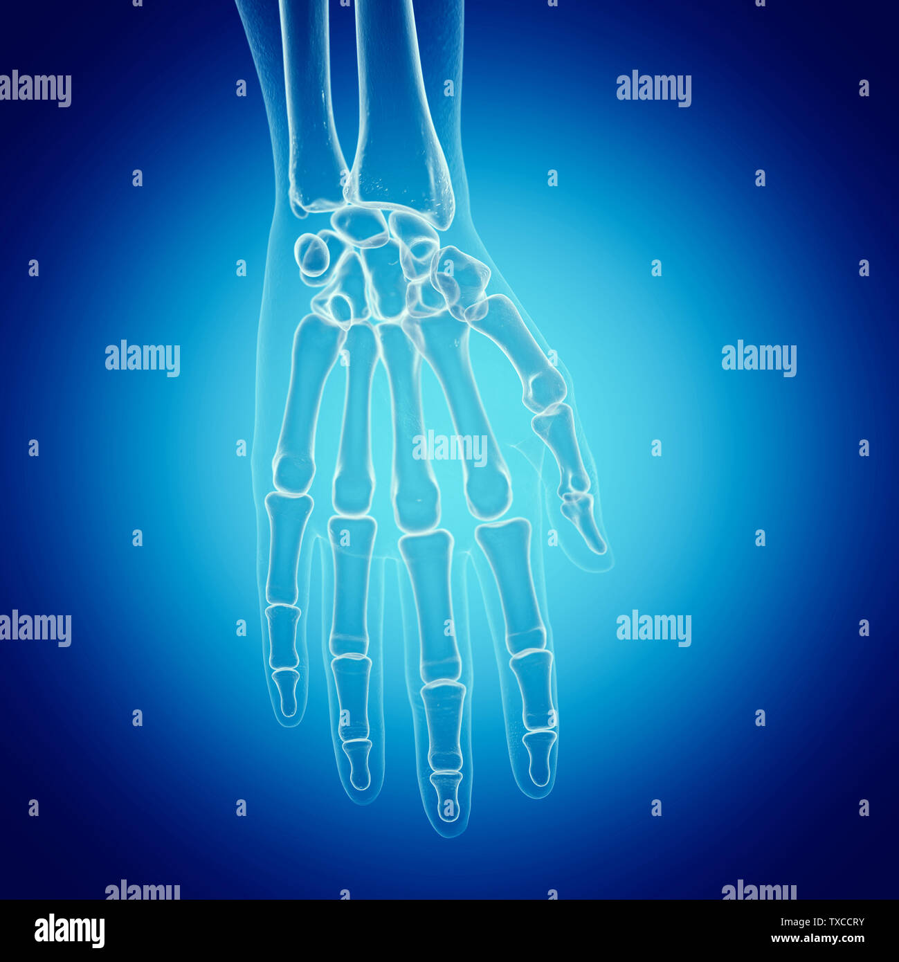 3d rendered medically accurate illustration of a skeletal hand Stock ...