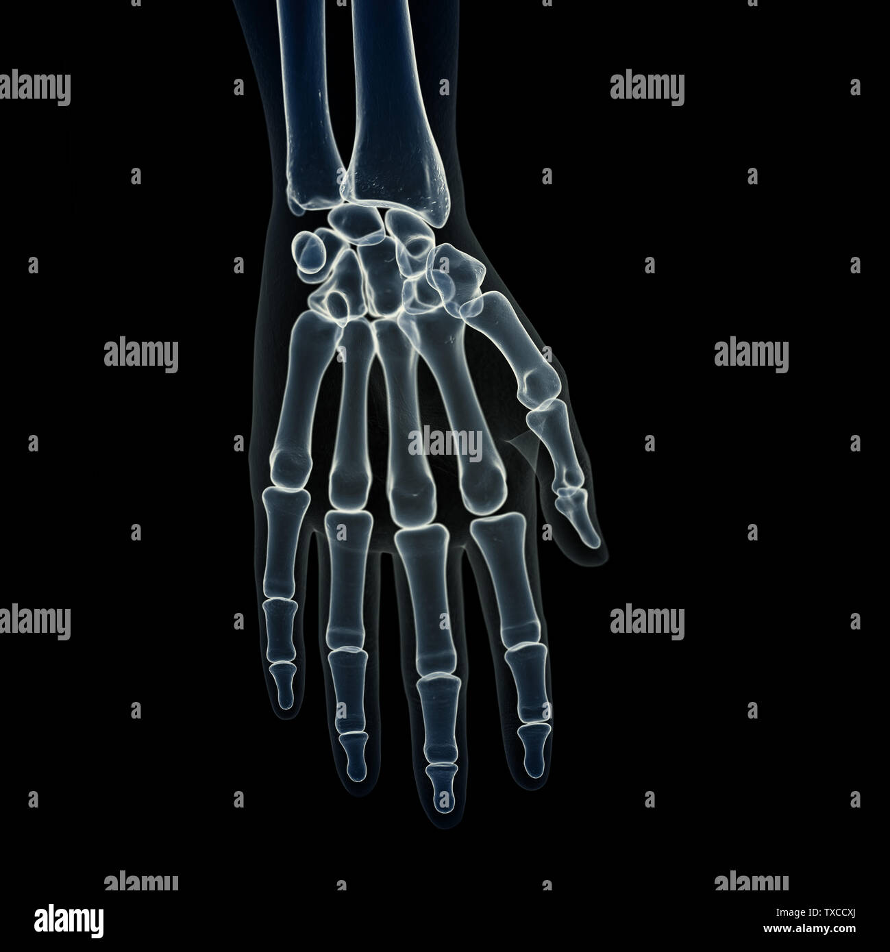 3d rendered medically accurate illustration of the hand bones Stock ...