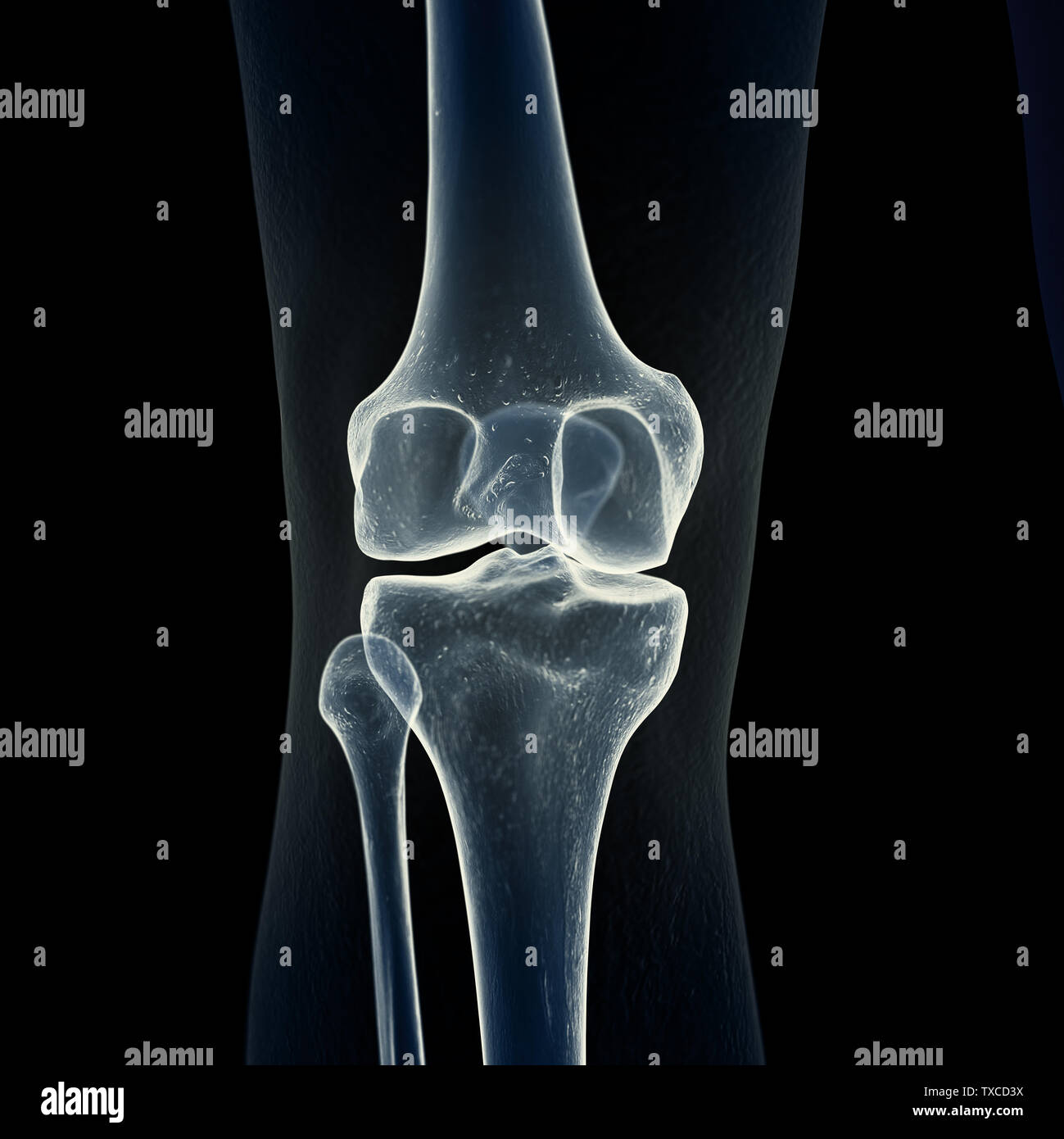 3d rendered medically accurate illustration of the knee bones Stock ...