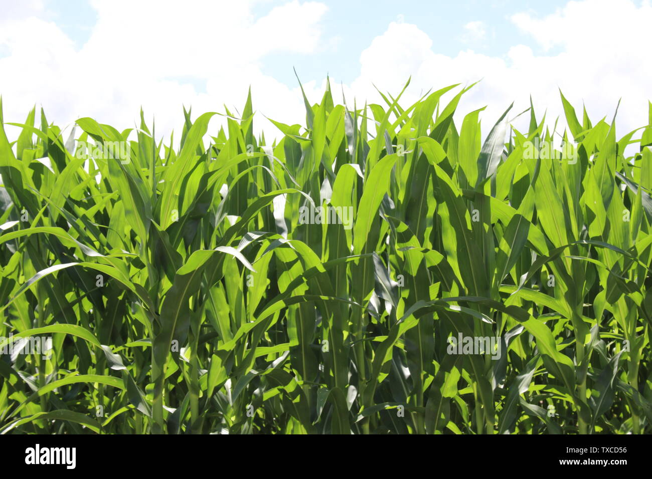 Corn blue hi-res stock photography and images - Alamy