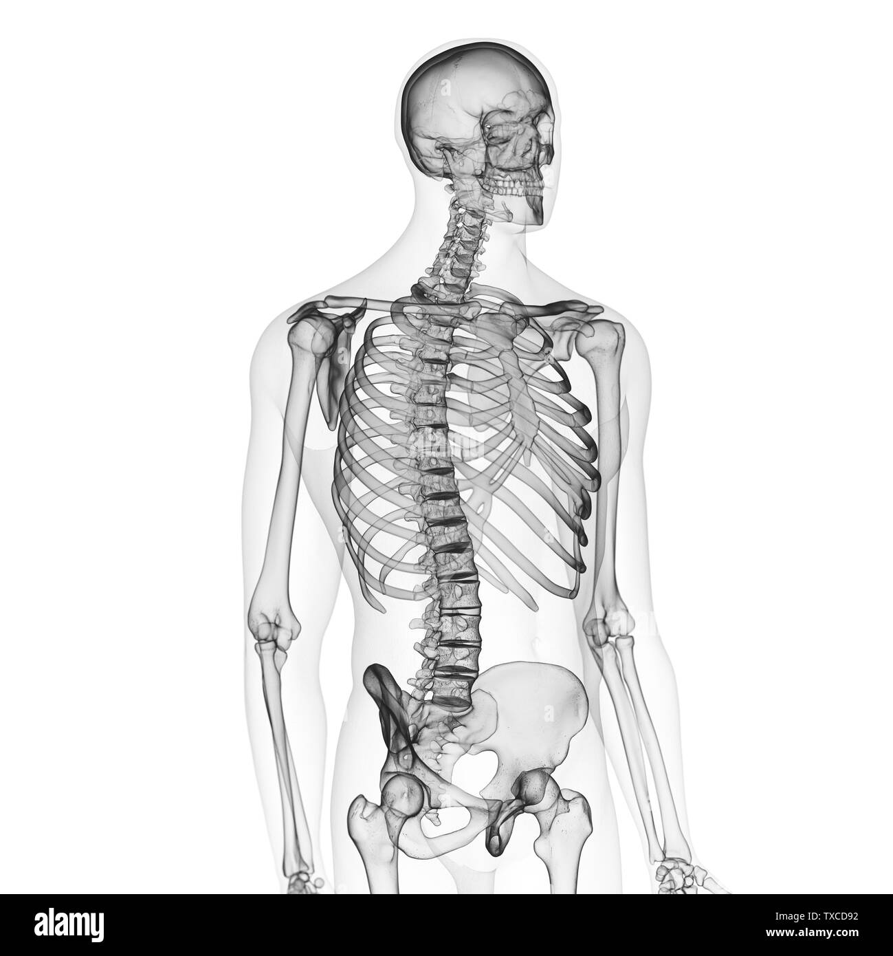 Human skeleton Black and White Stock Photos & Images - Alamy