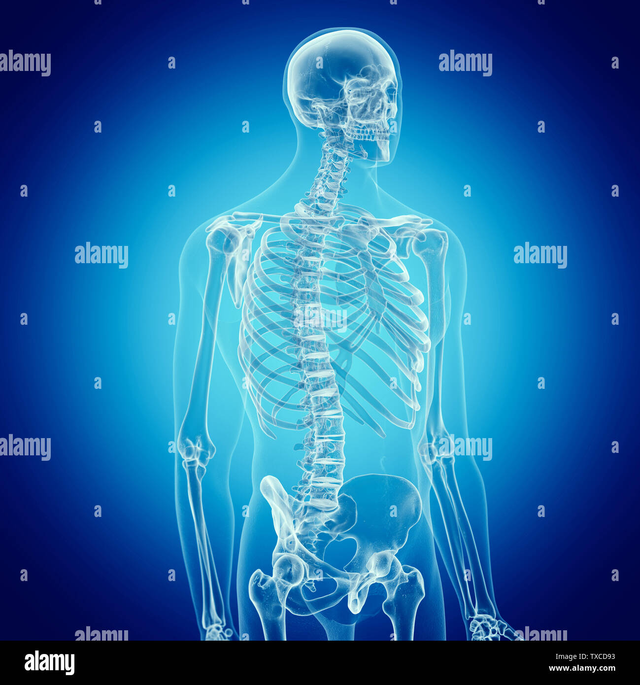 3d rendered medically accurate illustration of the human skeleton Stock ...