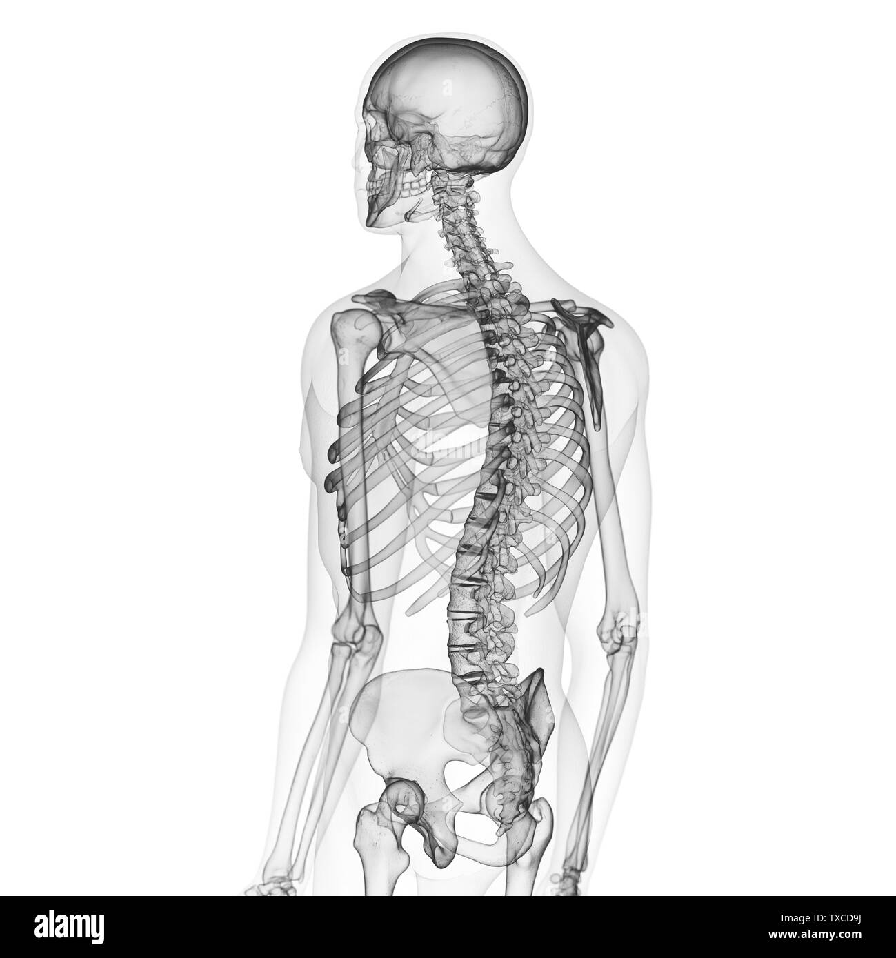 Human skeleton Black and White Stock Photos & Images - Alamy