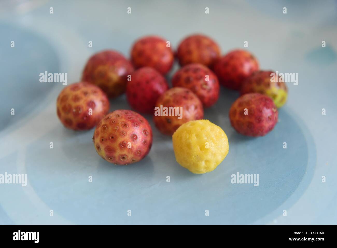 Rural wild lychee nutrition health ecological mountain goods Stock ...