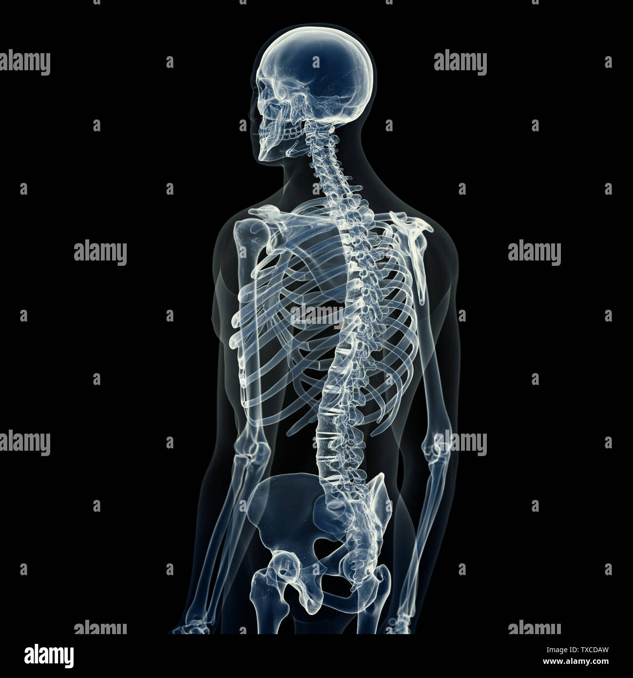 3d rendered medically accurate illustration of the male skeleton Stock ...