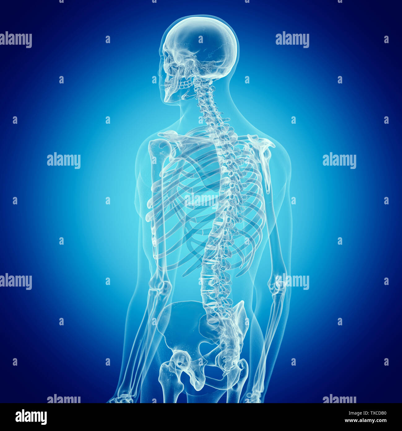 3d rendered medically accurate illustration of the human spine Stock ...