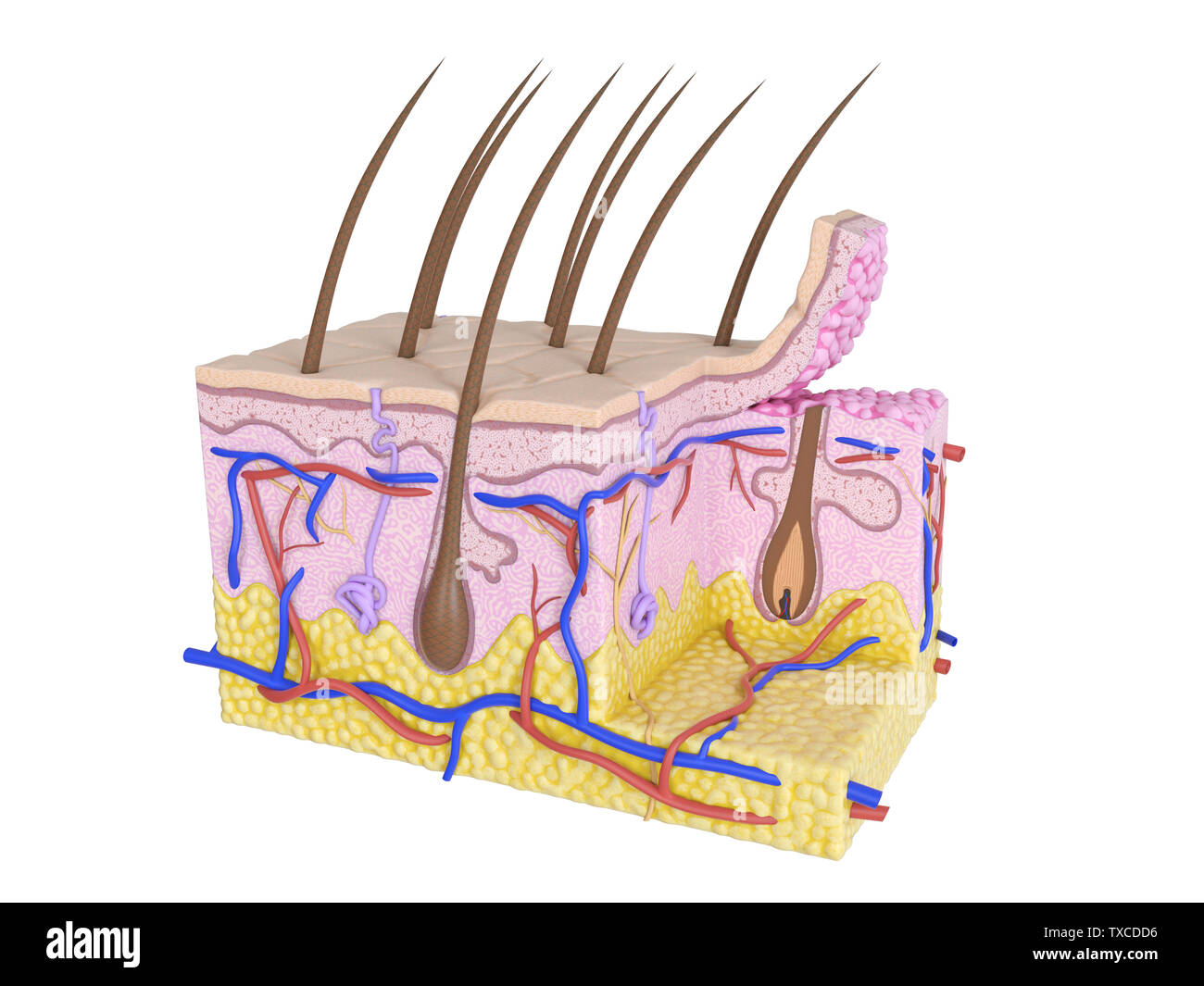 Human Skin Diagram Stock Photos & Human Skin Diagram Stock Images - Alamy