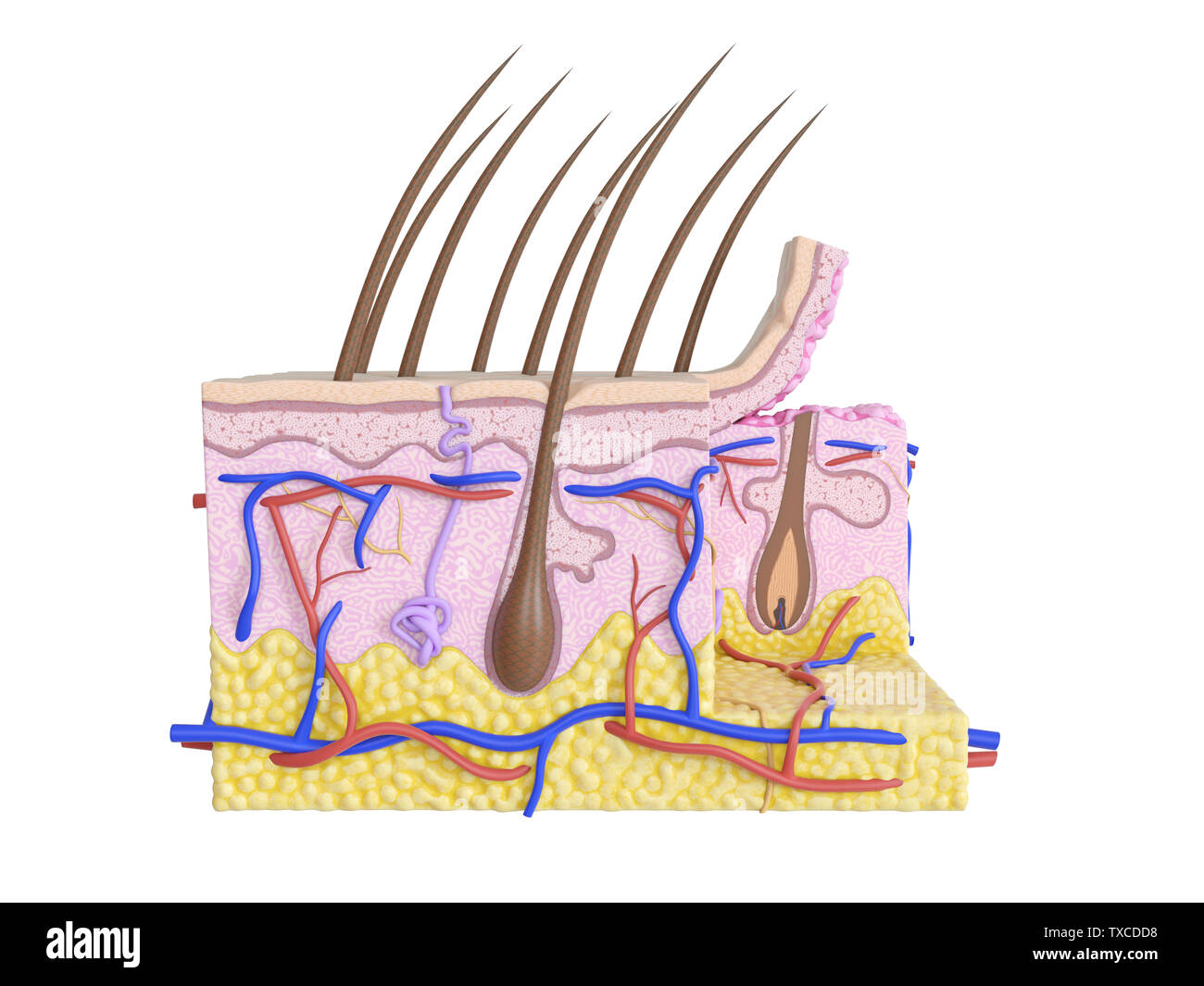 Human skin diagram hi-res stock photography and images - Alamy