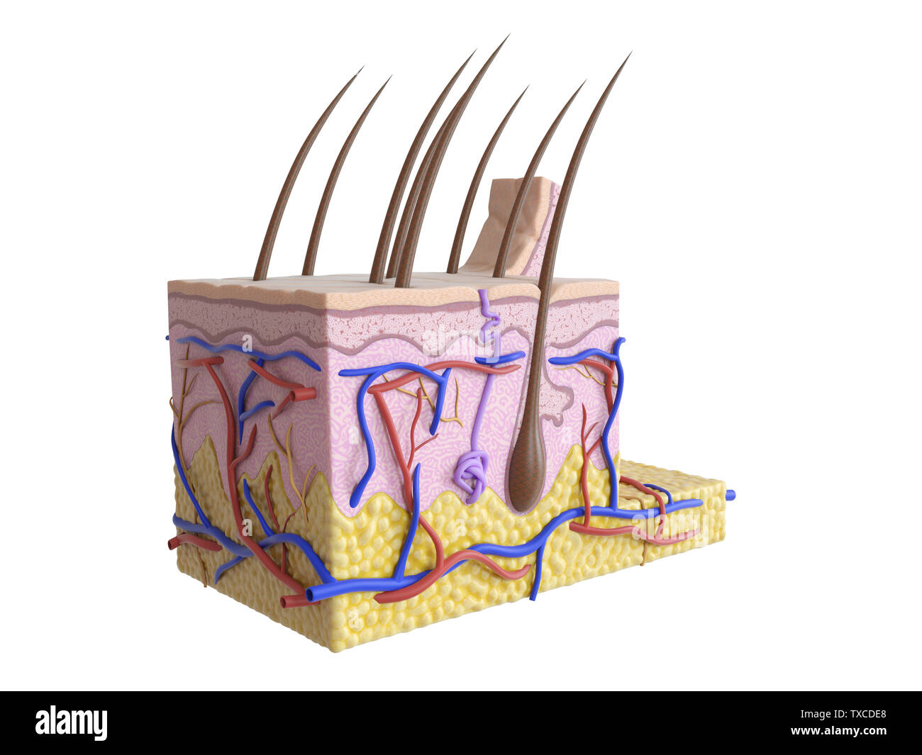 Human skin diagram hi-res stock photography and images - Alamy