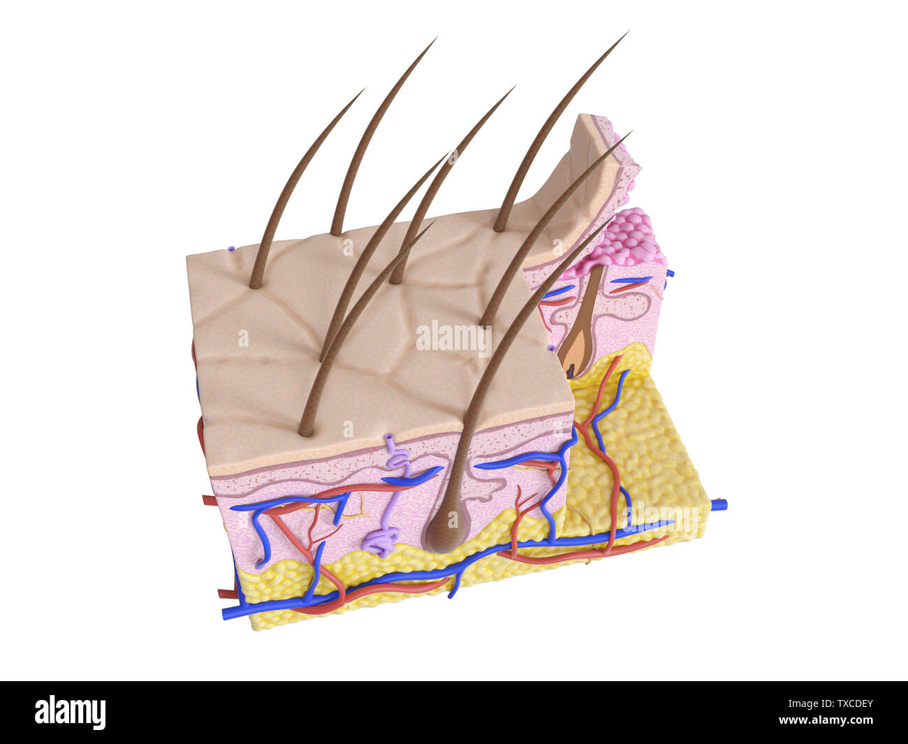 3d rendered medically accurate illustration of the human skin Stock ...