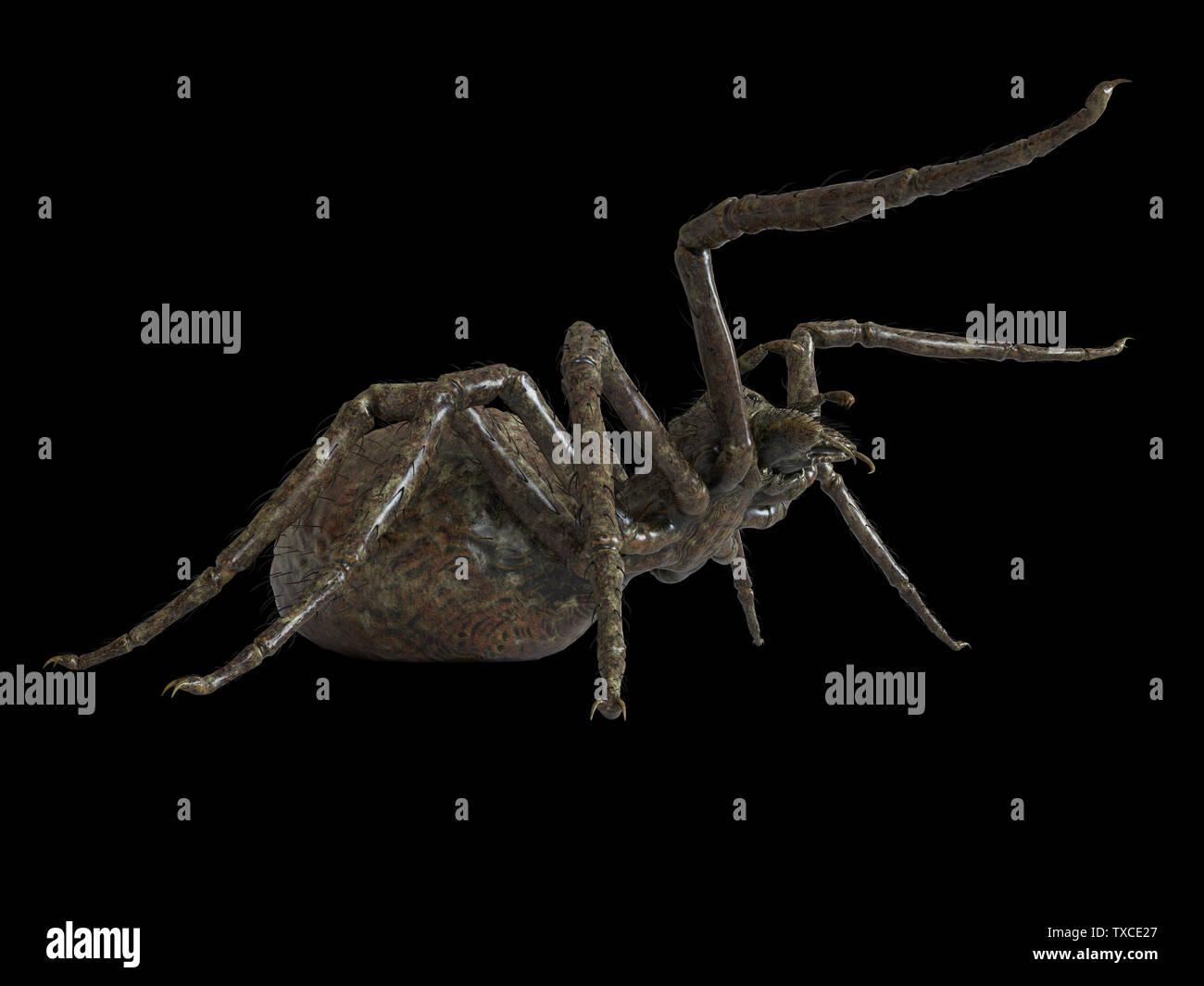 3d rendered illustration of a giant spider Stock Photo - Alamy