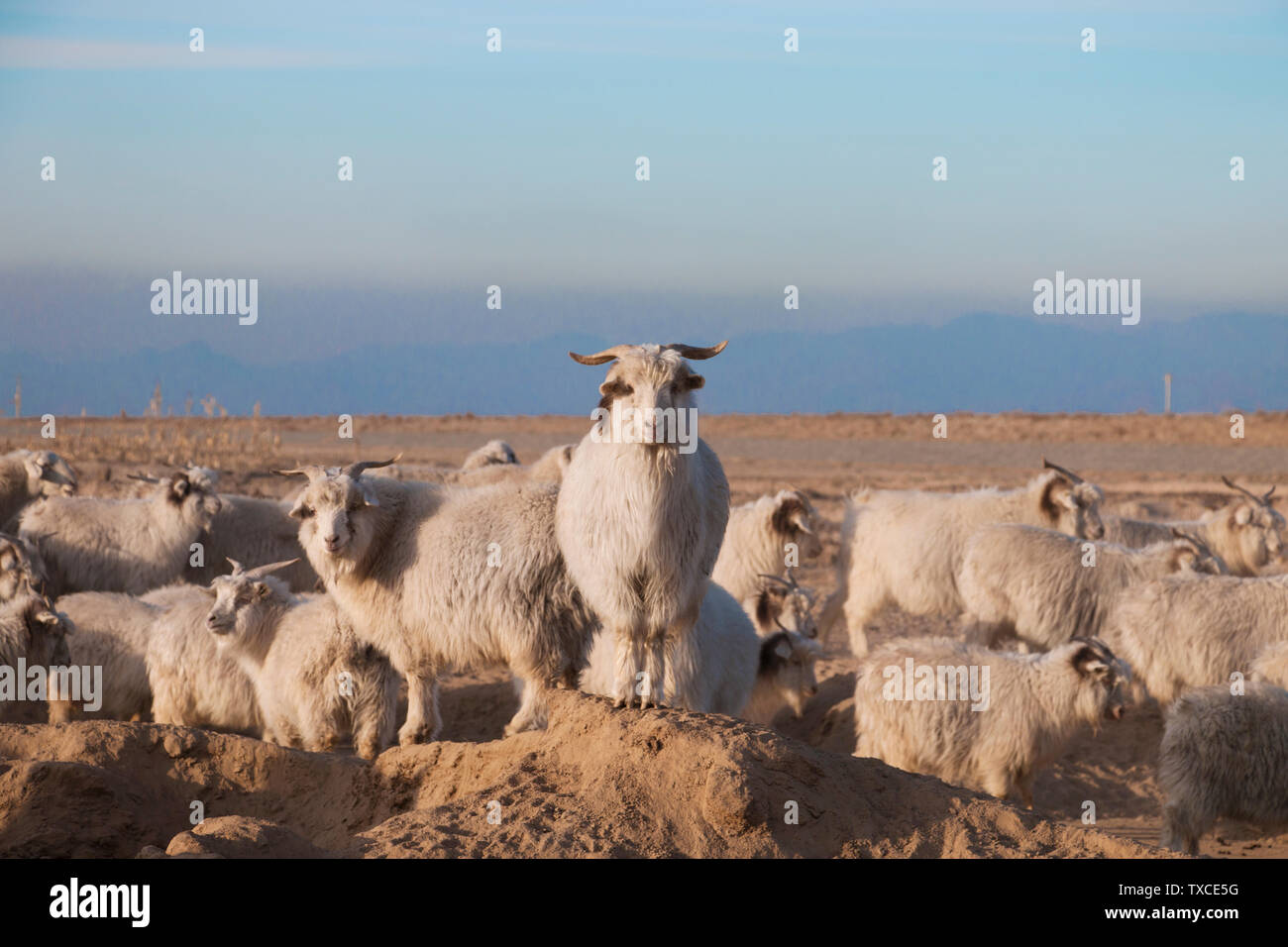 Natural scenery, winter in the north Stock Photo - Alamy