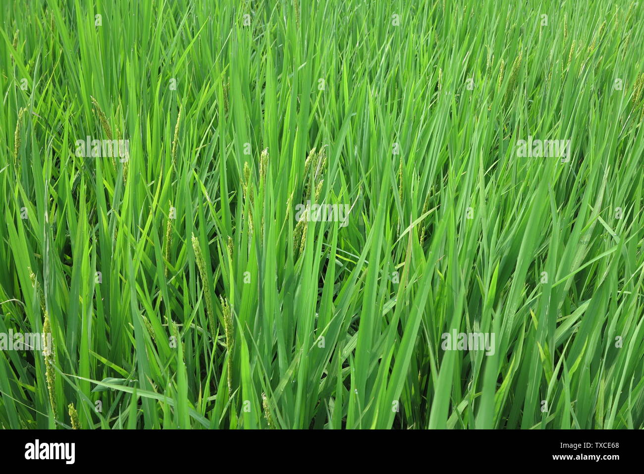 Spikes of rice in the field Stock Photo - Alamy