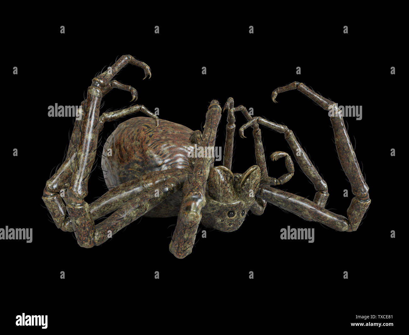 3d rendered illustration of a giant spider Stock Photo - Alamy