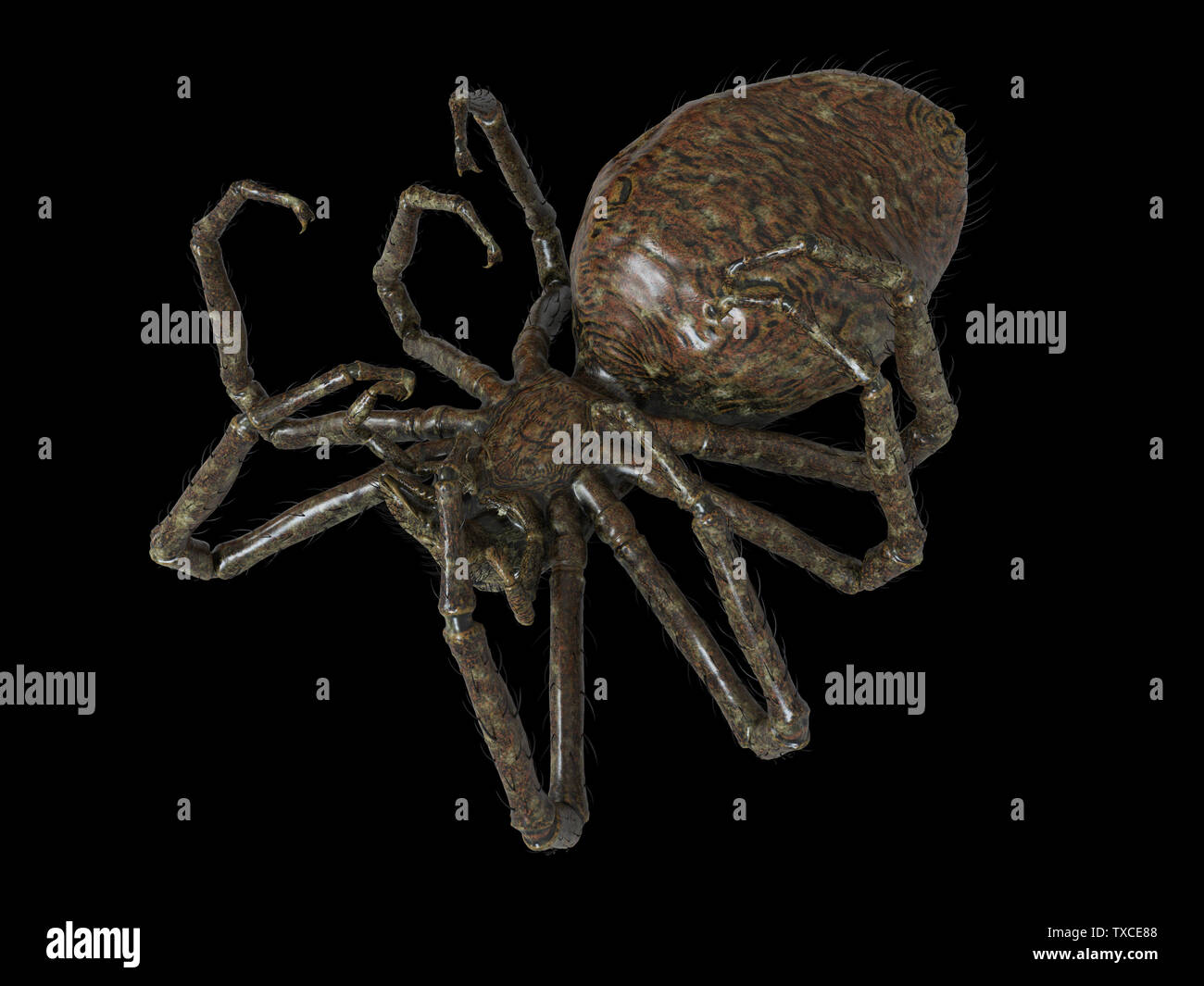 3d rendered illustration of a giant spider Stock Photo - Alamy