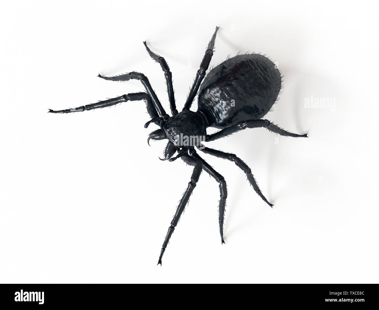 3d rendered illustration of a giant spider Stock Photo - Alamy