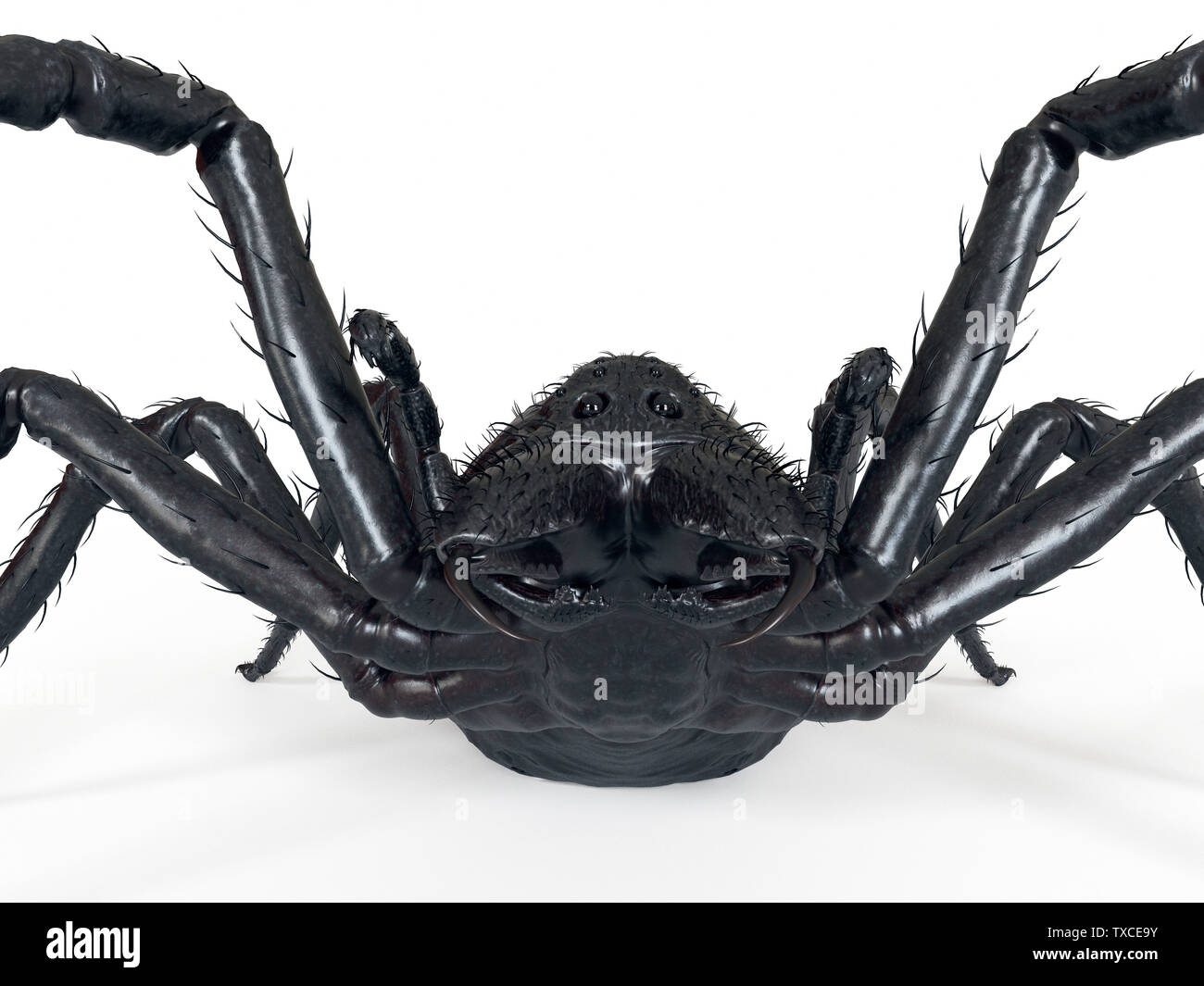 3d rendered illustration of a giant spider Stock Photo - Alamy