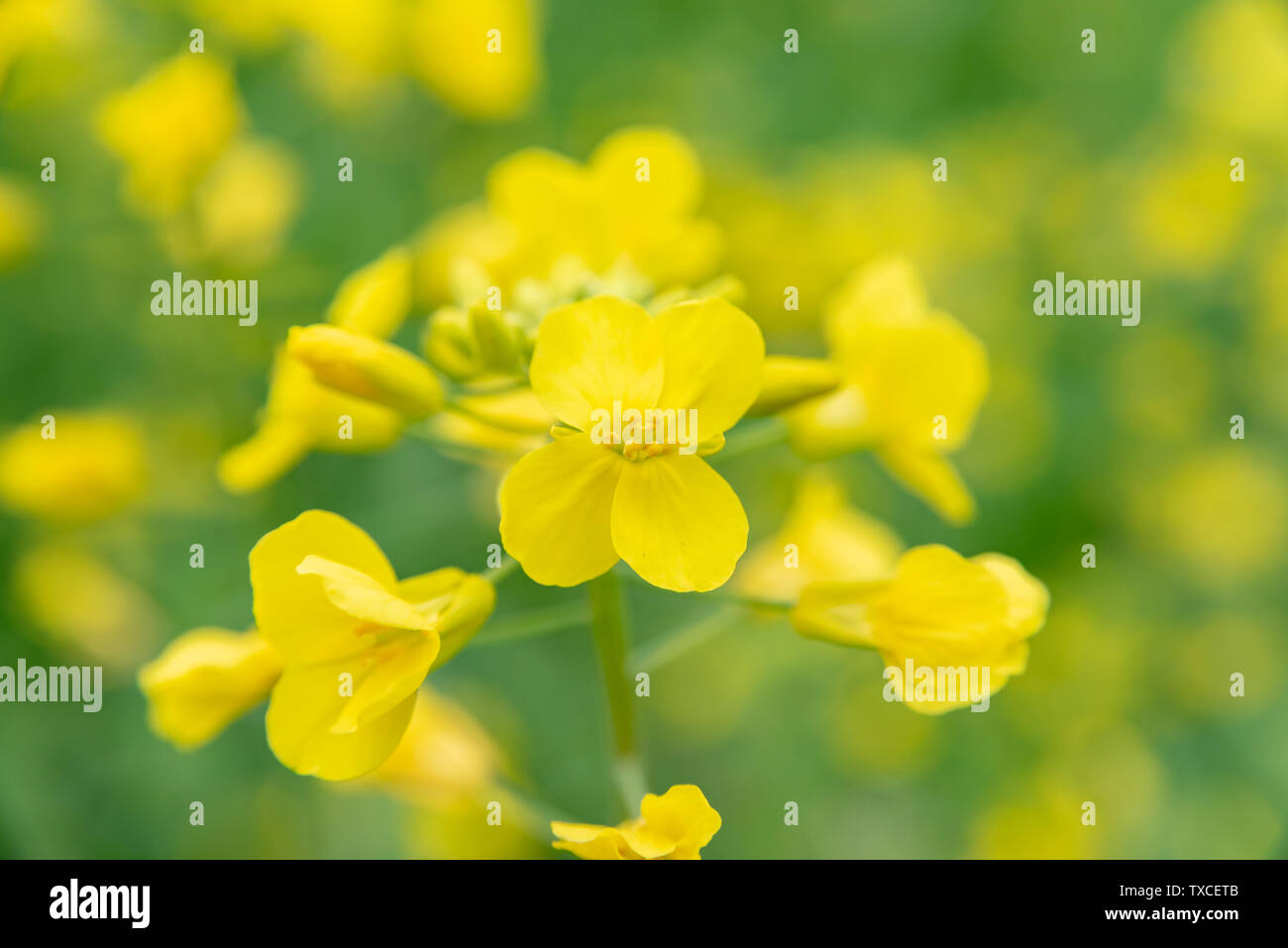 Comfortable weather with flowers backstage hi-res stock photography and ...