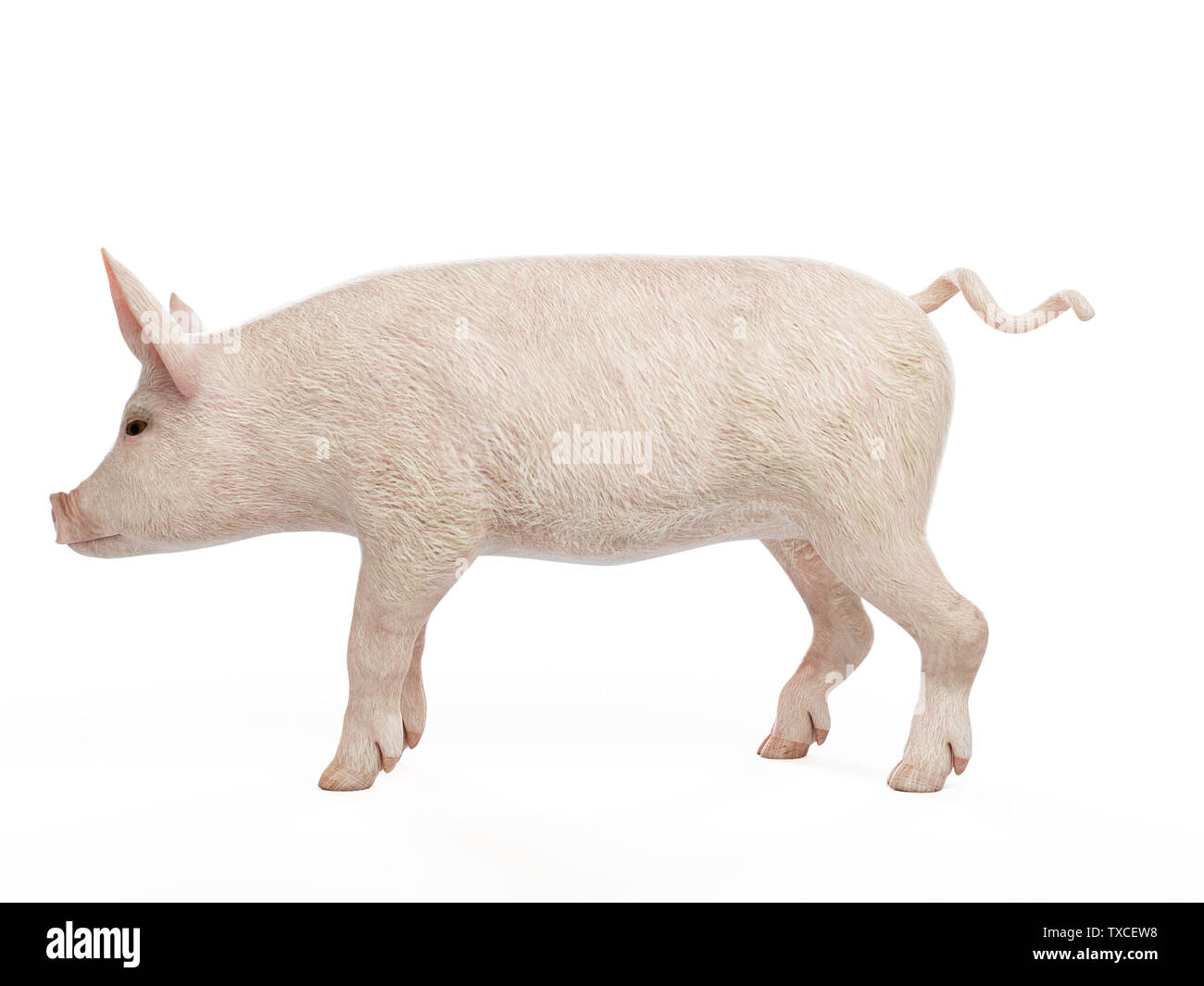 3d rendered illustration of a pig on white Stock Photo - Alamy