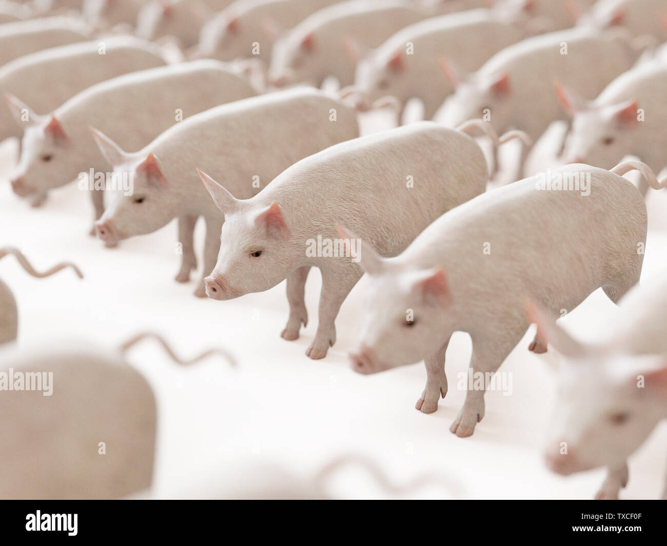 3d rendered illustration of a lot of pigs Stock Photo - Alamy