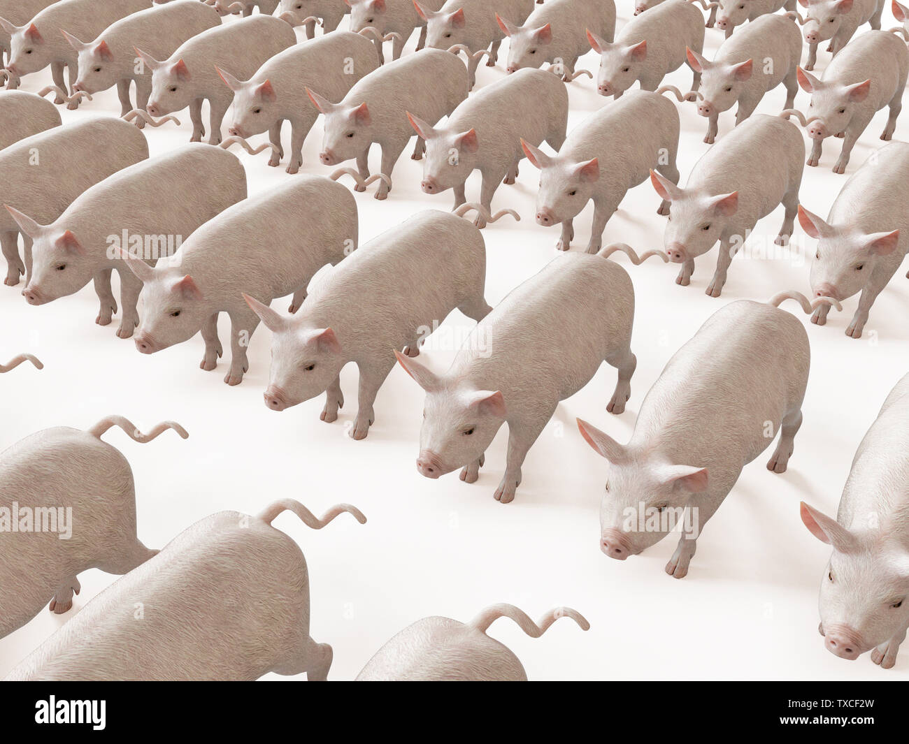 3d rendered illustration of a lot of pigs Stock Photo - Alamy