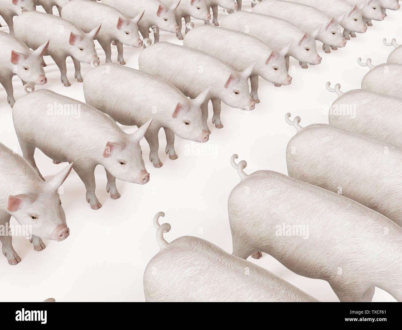 3d rendered illustration of a lot of pigs Stock Photo - Alamy