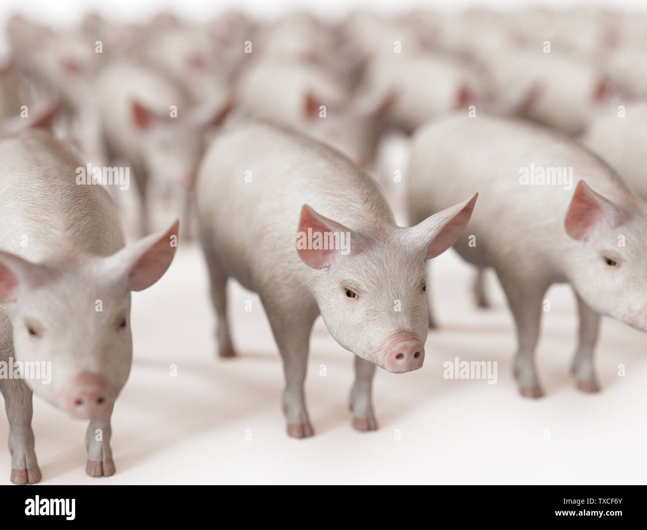 3d rendered illustration of a lot of pigs Stock Photo - Alamy