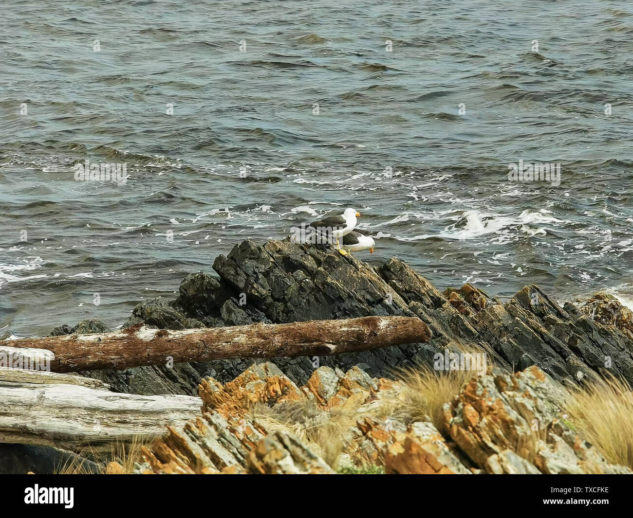 Arthur river tasmania hi-res stock photography and images - Alamy