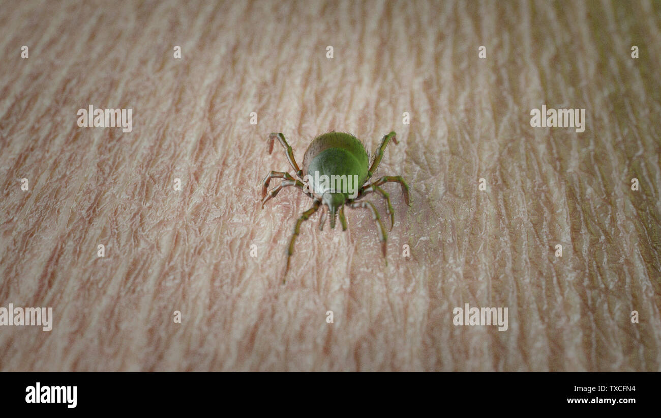Tick on skin hi-res stock photography and images - Alamy
