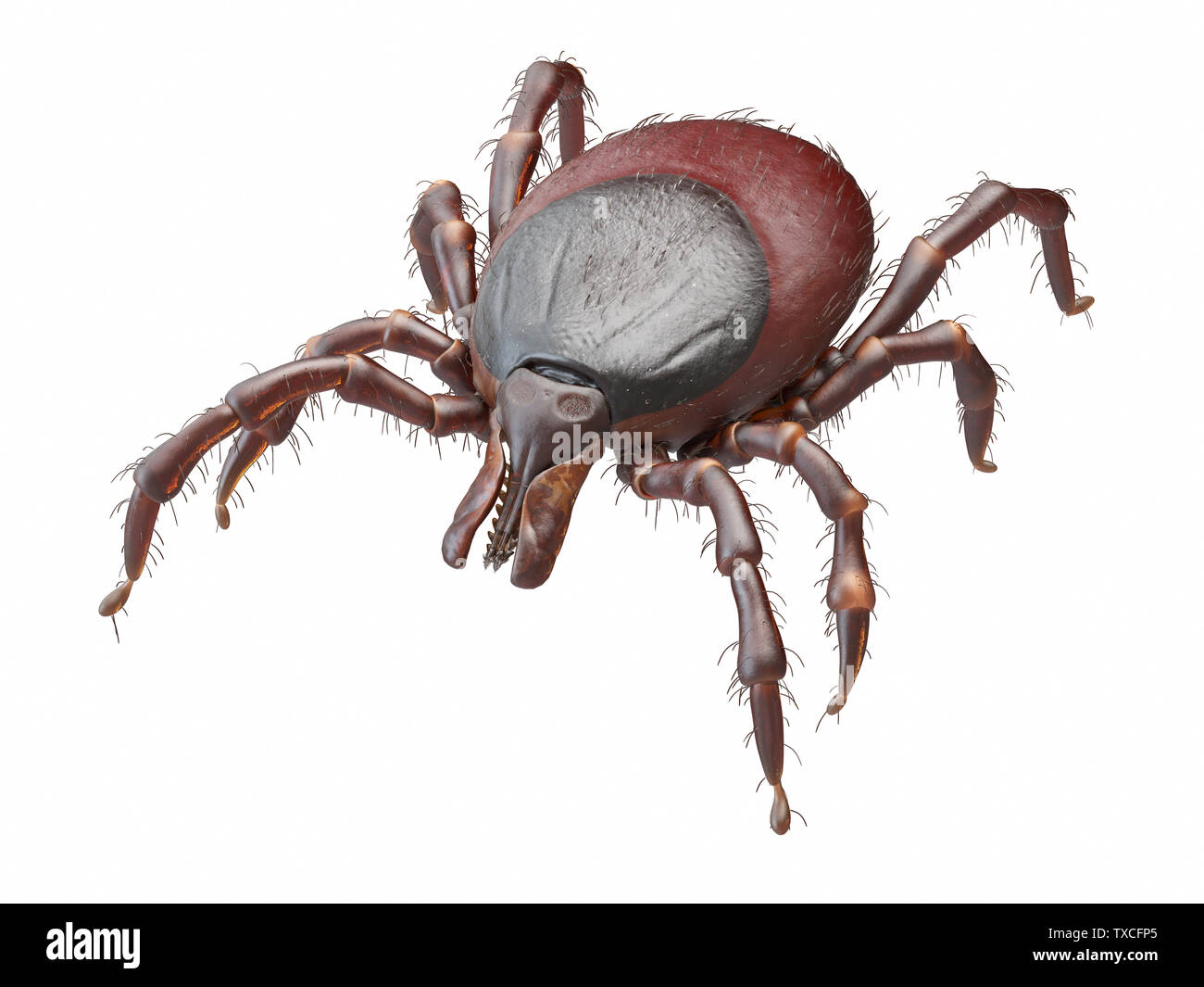 3d rendered illustration of a tick on white background Stock Photo - Alamy