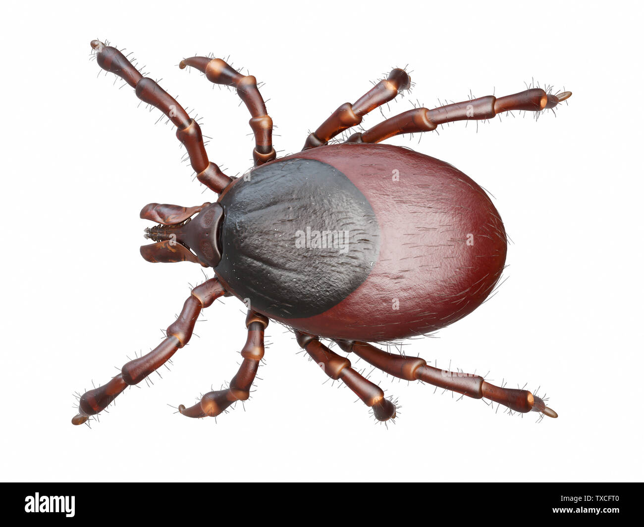 3d rendered illustration of a tick on white background Stock Photo - Alamy