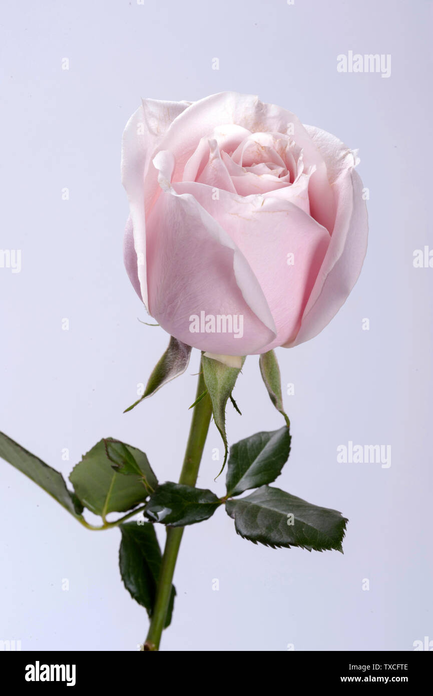 Pink Snow Mountain Rose Stock Photo - Alamy