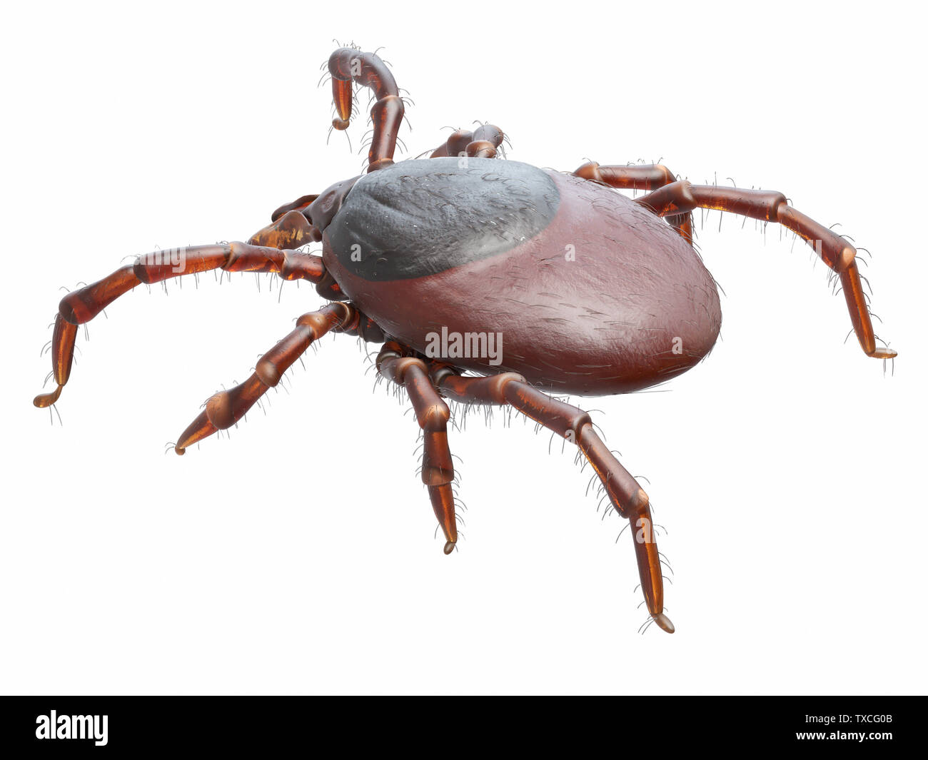 3d rendered illustration of a tick on white background Stock Photo - Alamy